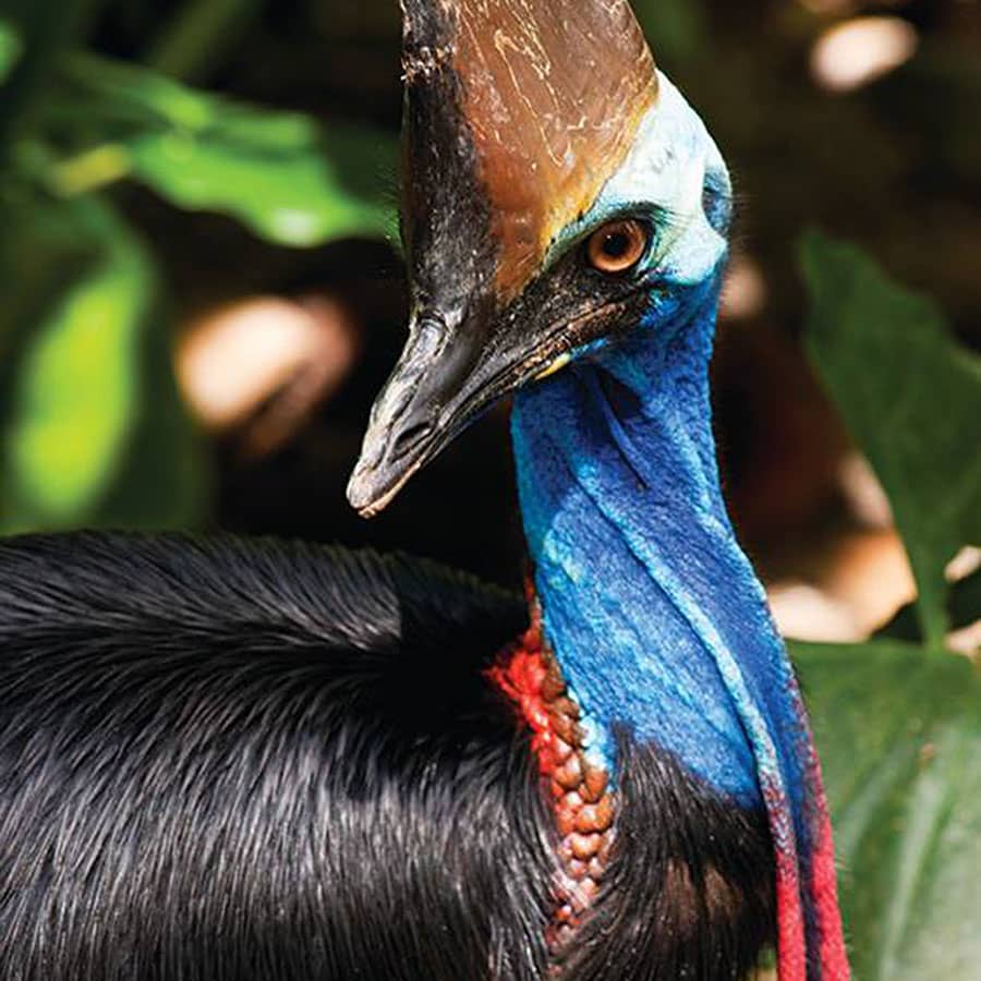 Birdworld Kuranda - Village in the Rainforest - Open Daily