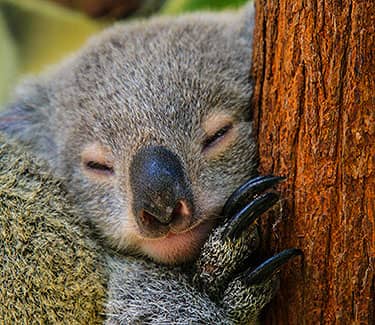 Kuranda Village In The Rainforest, Cairns, Queensland