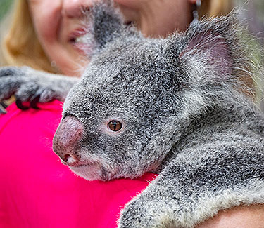 Kuranda Attractions & Activities - Animals, Adventures & Rainforest Fun