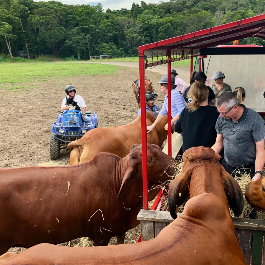 Kur-Cow farm - Kuranda